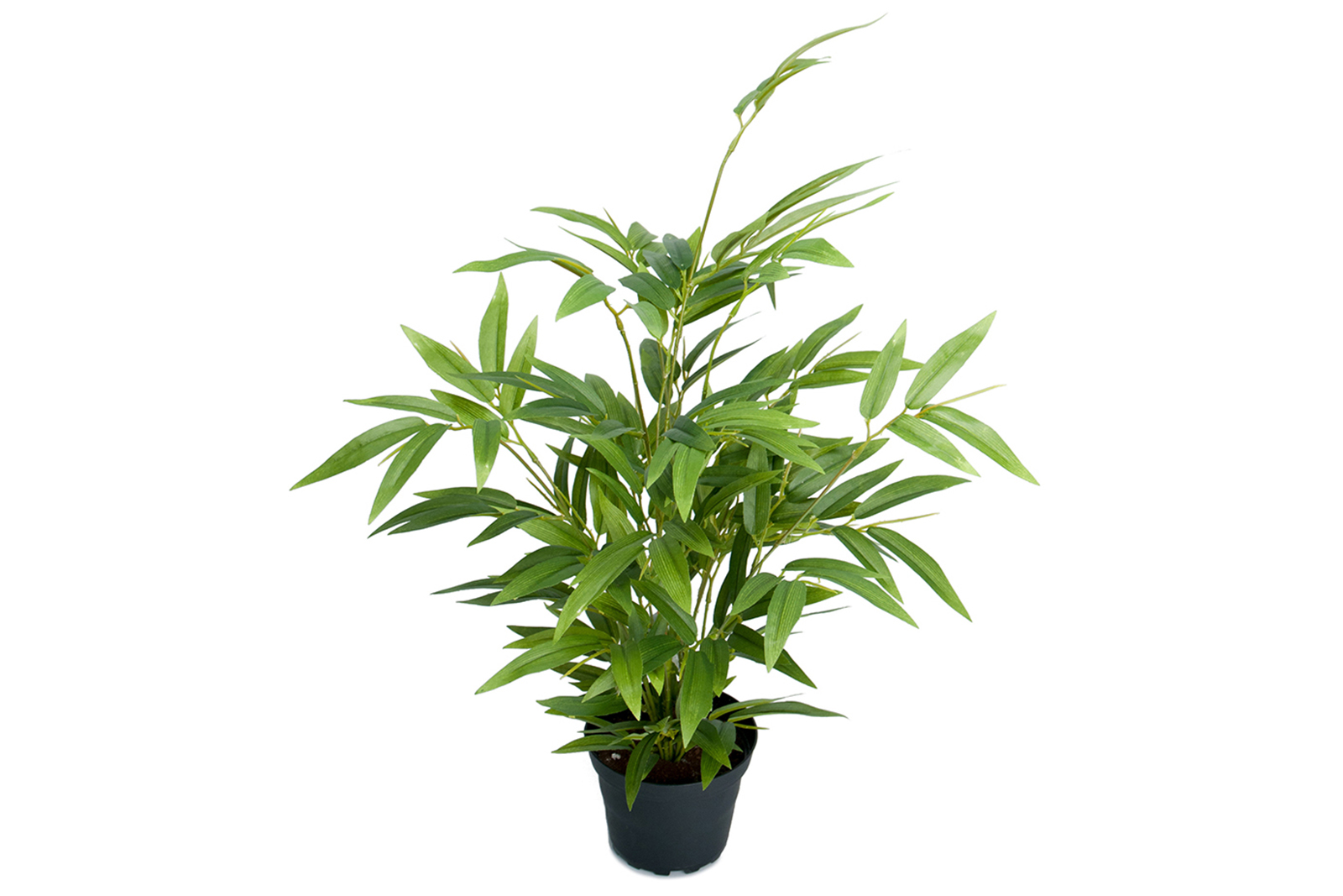 Bambus potteplante - Planter og blomster – Dekorative plantevalg for ...